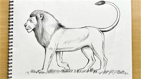 How To Draw A Lion Step By Step Youtube