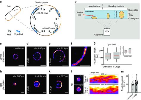 Midcell Ftsz Ring Assembly Is Unaffected By Increased Cell Diameter A