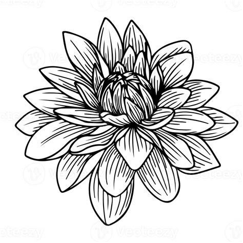 arte lineal de flores imágenes prediseñadas de flora 8470583 PNG