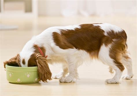 ¿qué Alimentos No Debes Dar De Comer A Tu Perro