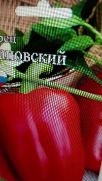 Самый лучший перец в мире 2025 г.! Высокоурожайный, вкусный и сладкий ...