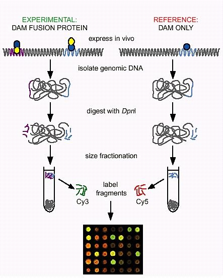 Experimental Procedure For Identifying In Vivo Targets Of Chromatin