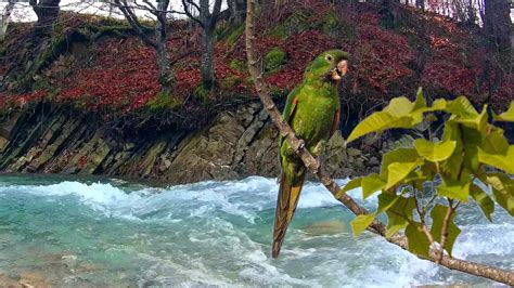 自然環境音 Asmr 湧き水が流れる川の音 鳥のさえずりbirds Chirping【環境音】鳥のさえずり、川のせせらぎ音、滝音に爽やかな新緑