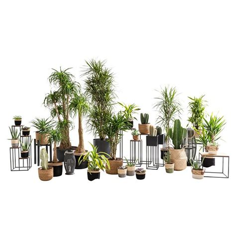 Pflanzkorb Natur Ø X H 40 X 48 Cm Bauhaus