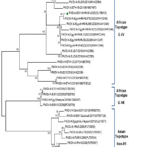 Phylogenetic Tree Constructed Using The Neighbor Joining Method