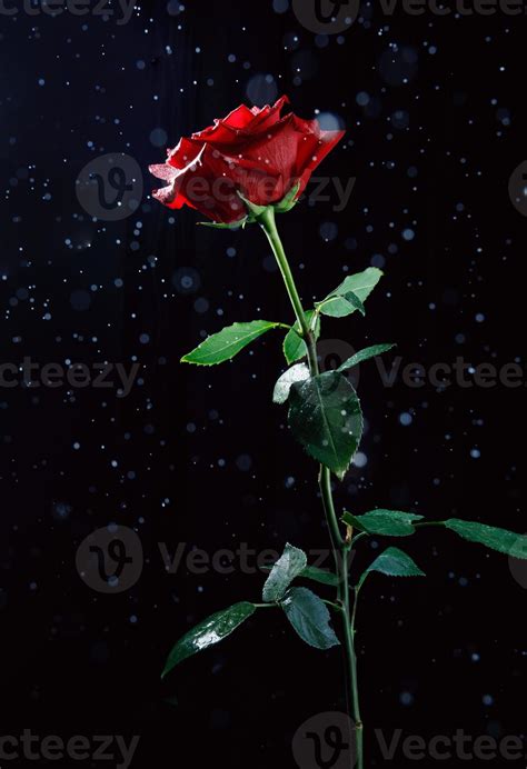 A Very Beautiful Red Rose Flower On A Black Background 13038173 Stock