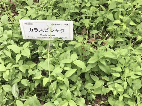 半夏生カラスビシャク くらしの薬膳salonゆず葉