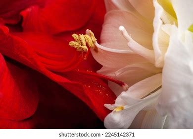 Sex Metaphor Images Stock Photos Vectors Shutterstock