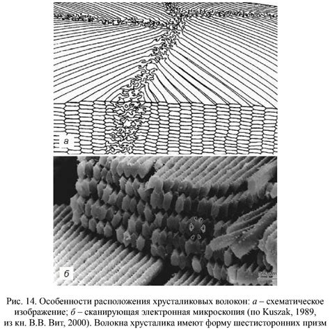 Рис. 14. Особенности расположения хрусталиковых волокон