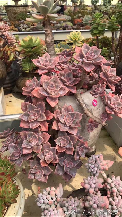 新手如何區分多肉植物「老樁」和「偽老樁」？一定要擦亮眼睛了 每日頭條