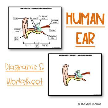 Human Ear Diagrams Ear Images Labeled Unlabeled Sense Organ Worksheet Human Ear Diagram