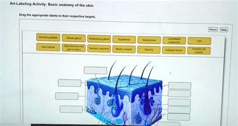 Solved Art Labeling Activity Basic Anatomy Of The Skin Drag The