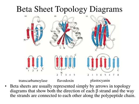 Proteins Is A Beta Pleated Parallel Sheet Always Formed From More