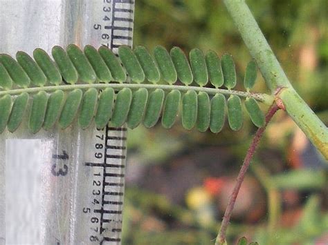 Aeschynomene Aspera Eflora Of India