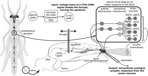 Experimental Setup For The Collection Of Data From Hind Leg Motor