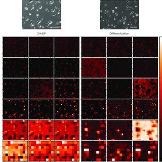 CNN Image Representation The Process Of CNN Learning Involves Reducing Download Scientific