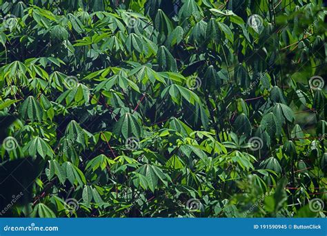 Manihot Esculenta Leaves Tree Natural Background Stock Image Image Of