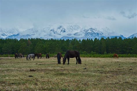 Аршан Бурятия Тункинская долина 20 05 18 12 16 Пикабу