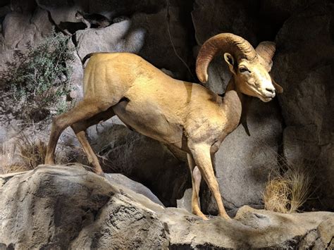 Desert Bighorn Sheep Ovis Canadensis Nelsoni Front And Rock