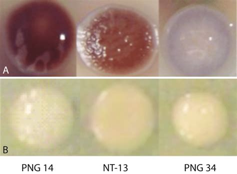 A C Gattii Strains Grew To Form Large Colonies With Varying Levels Of