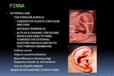 Ppt Basic Ear Anatomy Powerpoint Presentation Free Download Id 9440245