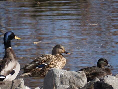 Weird Domestic Mallard Help Me Identify A North American Bird