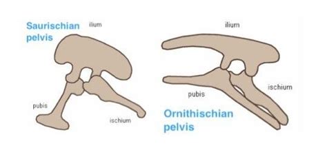 Saurischia Alchetron The Free Social Encyclopedia