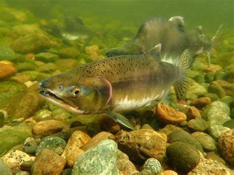 2300 Pink Salmon Fotos De Stock Imagens E Fotos Royalty Free Istock