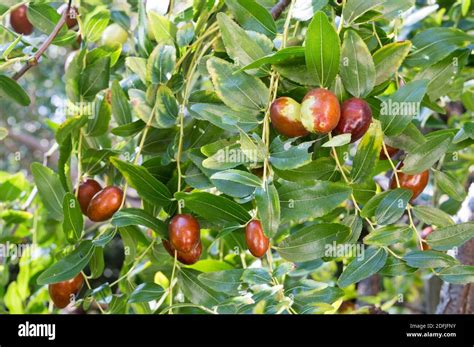 Ziziphus Jujuba Tree