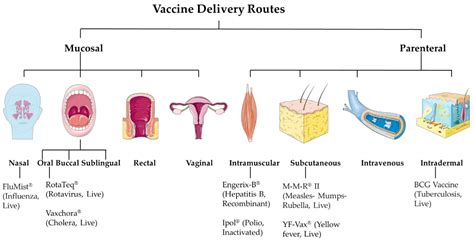 Beyond The Needle Innovative Microneedle Based Transdermal Vaccination