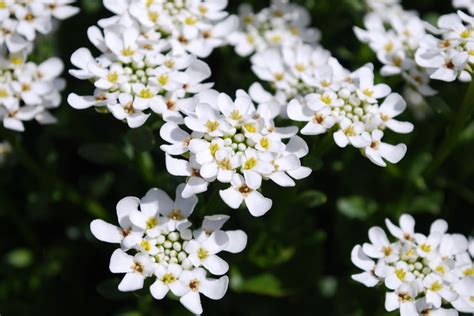 Great Design Plant Evergreen Candytuft For Glossy Winter Foliage
