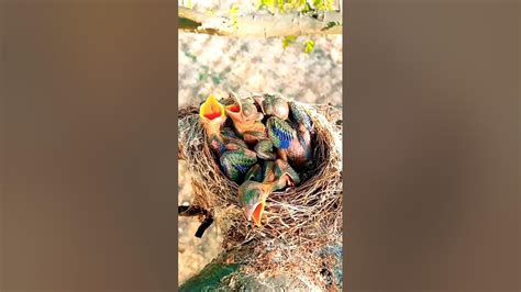 Dark Drango Bird Feed Shorts Youtube