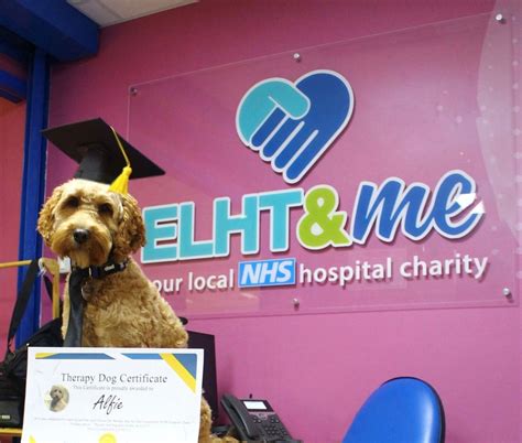 Rosedale Doodles Cockapoo Puppy Alfie Becomes Head Of Happiness