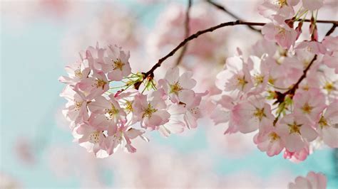 Cherry Blossoms Cherry Tree Field Free Stock Video Pixabay