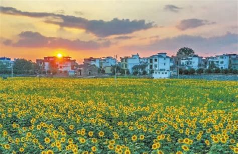 油葵花开促增收 新闻 湖南日报网 华声在线
