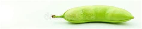 Close Up Of Single Lima Bean Pristine White Background Protein Bean