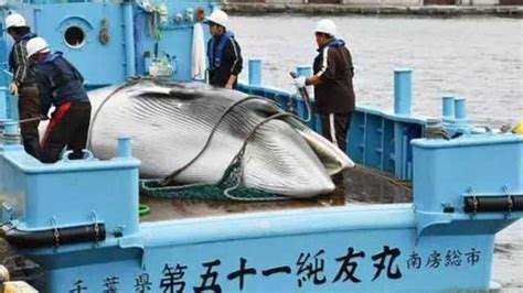 丹麦大规模捕杀鲸鱼海豚血染海湾 时差视频 梨视频官网 Pear Video