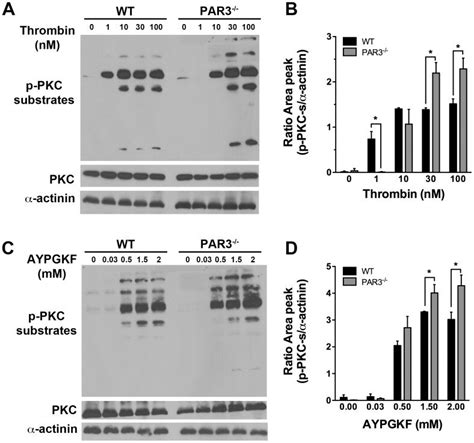 The Level Of Pkc Substrate Phosphorylation On Serine Residues In
