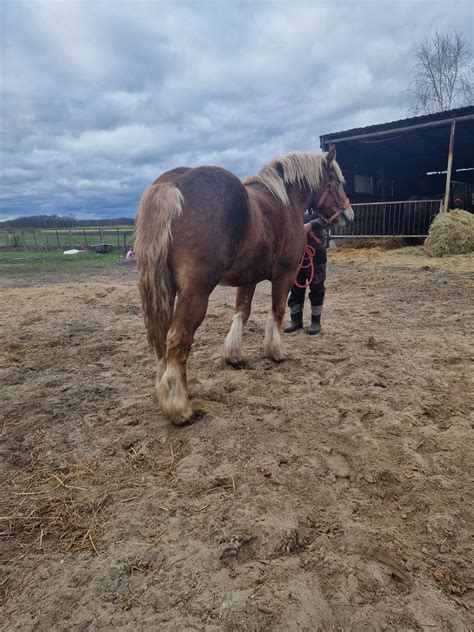 Sprzedam klacz zimnokrwistą sztumskom Czarnków OLX pl