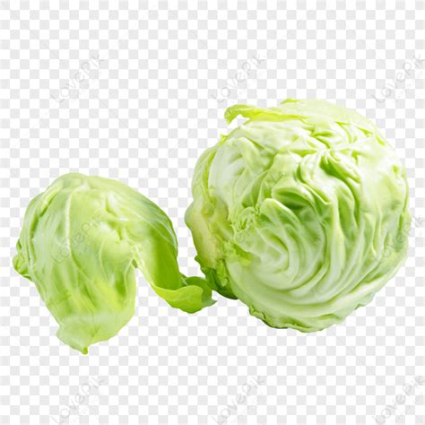 녹색 양배추성숙한신선한초록 Png 일러스트 무료 다운로드 Lovepik