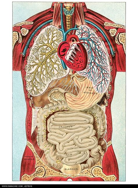 Anatomy And Physiology Study Guides Review Essentials Of Human Anatomy