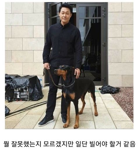 같은 견종 다른 느낌 개9