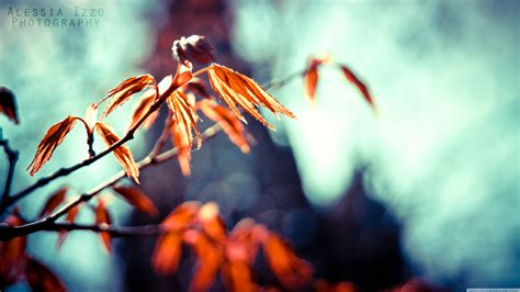 Wallpaper Sunlight Leaves Nature Red Light Color Leaf Flower