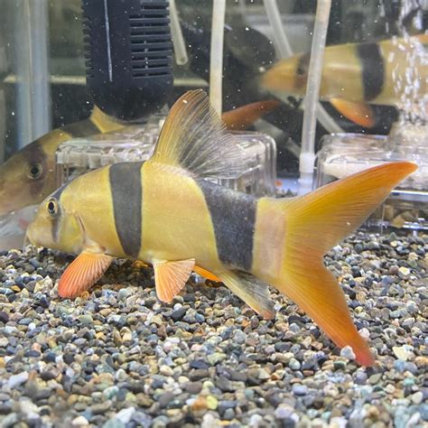 【熱帯魚】”大きい” クラウンローチ 15 17cm前後 1匹 （ワイルド） 4573567032716アクアショップピラルク ヤフー店