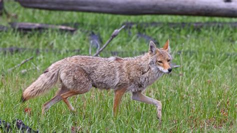 15 Surprising Facts About Coyotes The Avid Outdoorsman