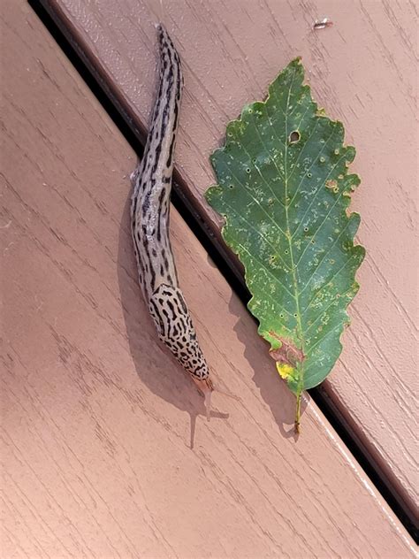 Massive Slug Rwhatsthisbug