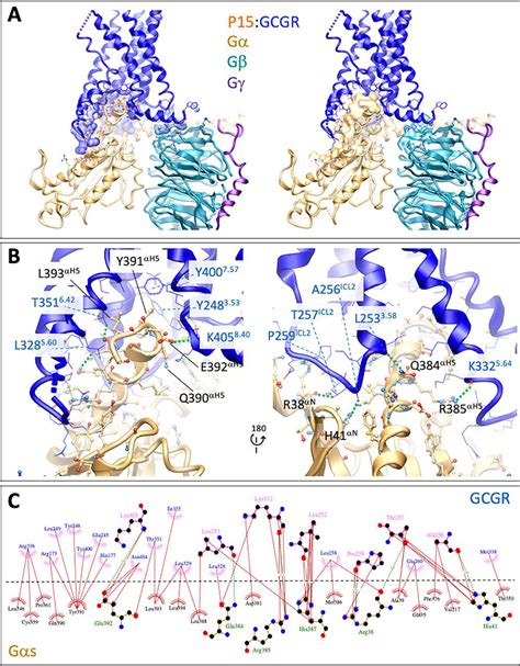 Cryo Electron Microscopy Structure Of The Glucagon Receptor With A Dual
