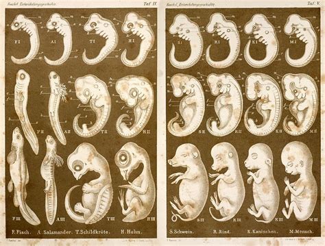1874 Ernst Haeckel Embryo Drawings By Science Photo Library