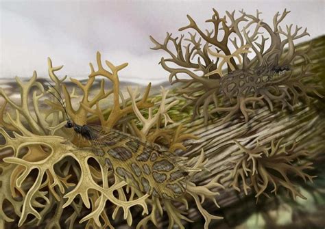 Scientists Discover Earliest Fossil Evidence Of An Insect Lichen Mimic