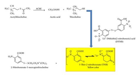 Bioactive Paper Sensor Based On The Acetylcholinesterase For The Rapid Detection Of
